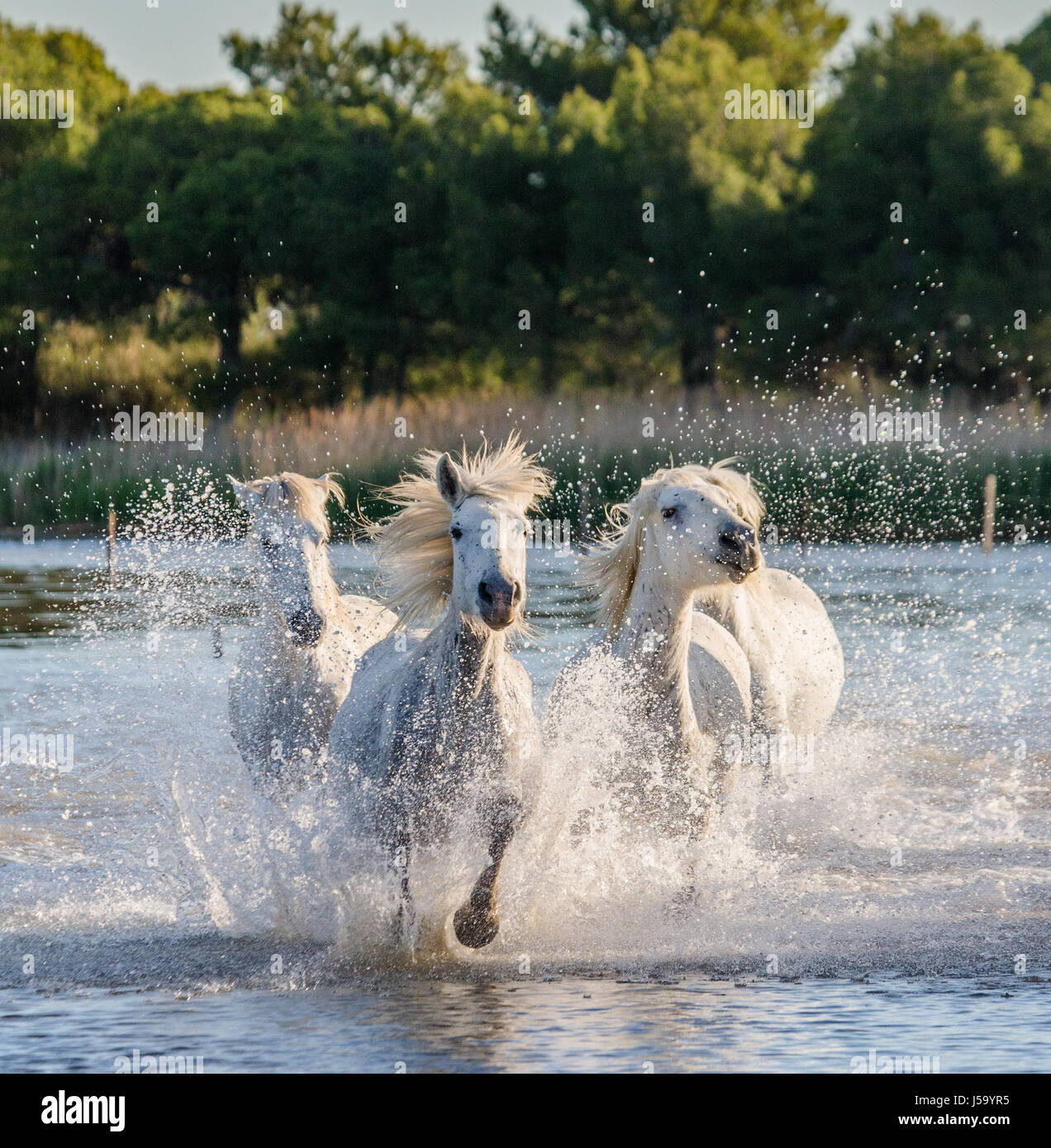 White Camargue Horses run in the swamps nature reserve. Parc Regional ...