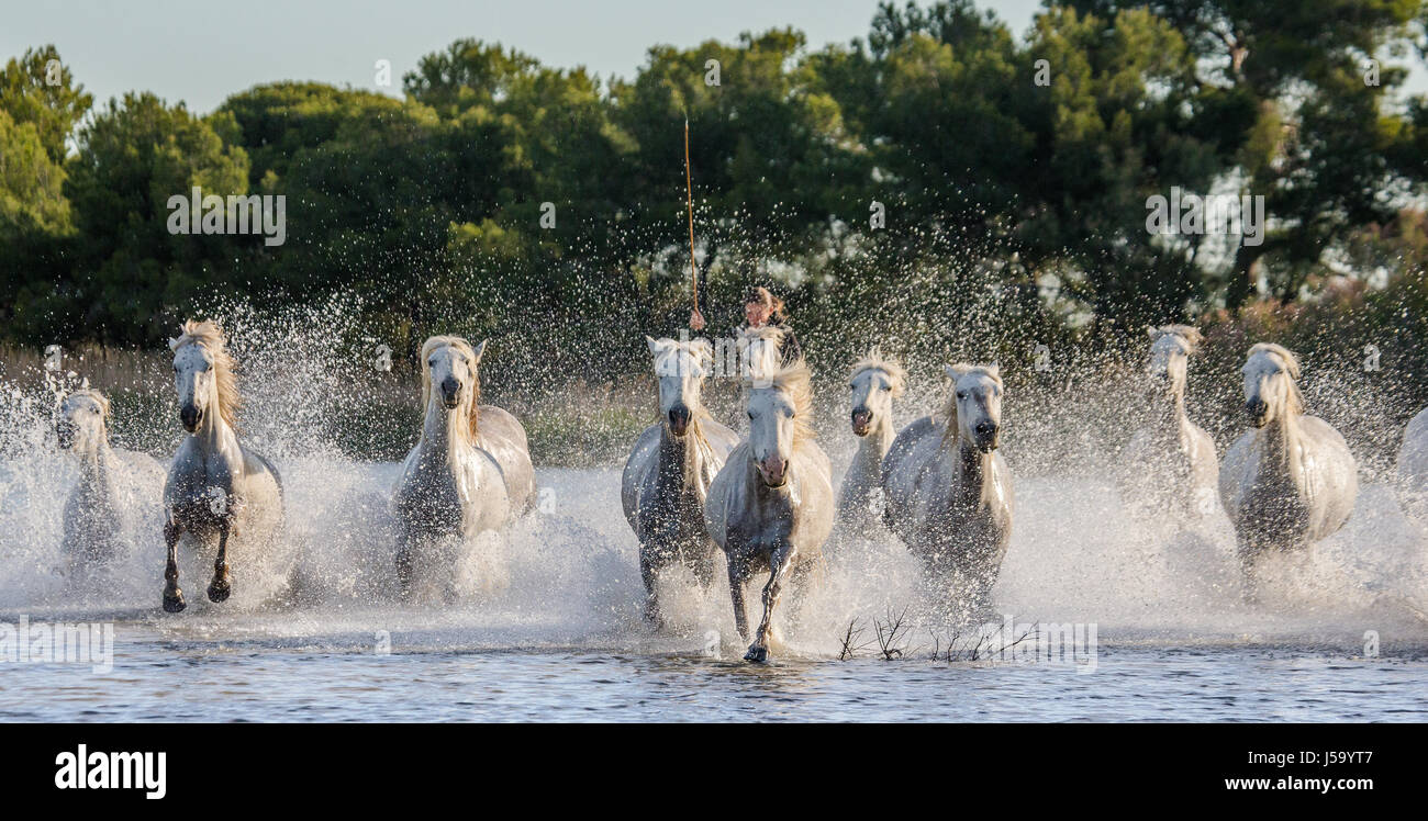 White Camargue Horses run in the swamps nature reserve. Parc Regional ...