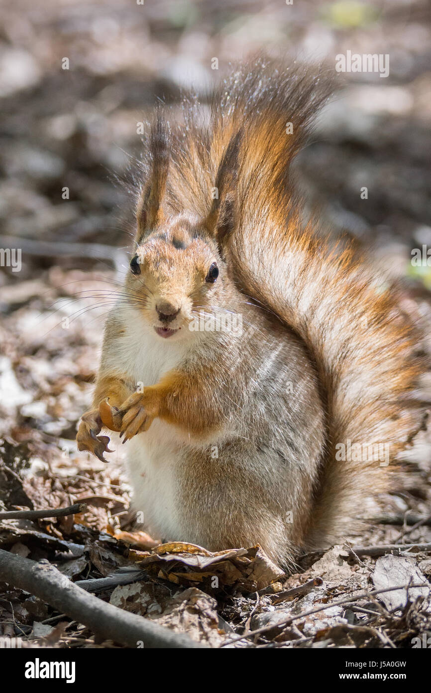 the photograph shows a squirrel on a tree Stock Photo - Alamy