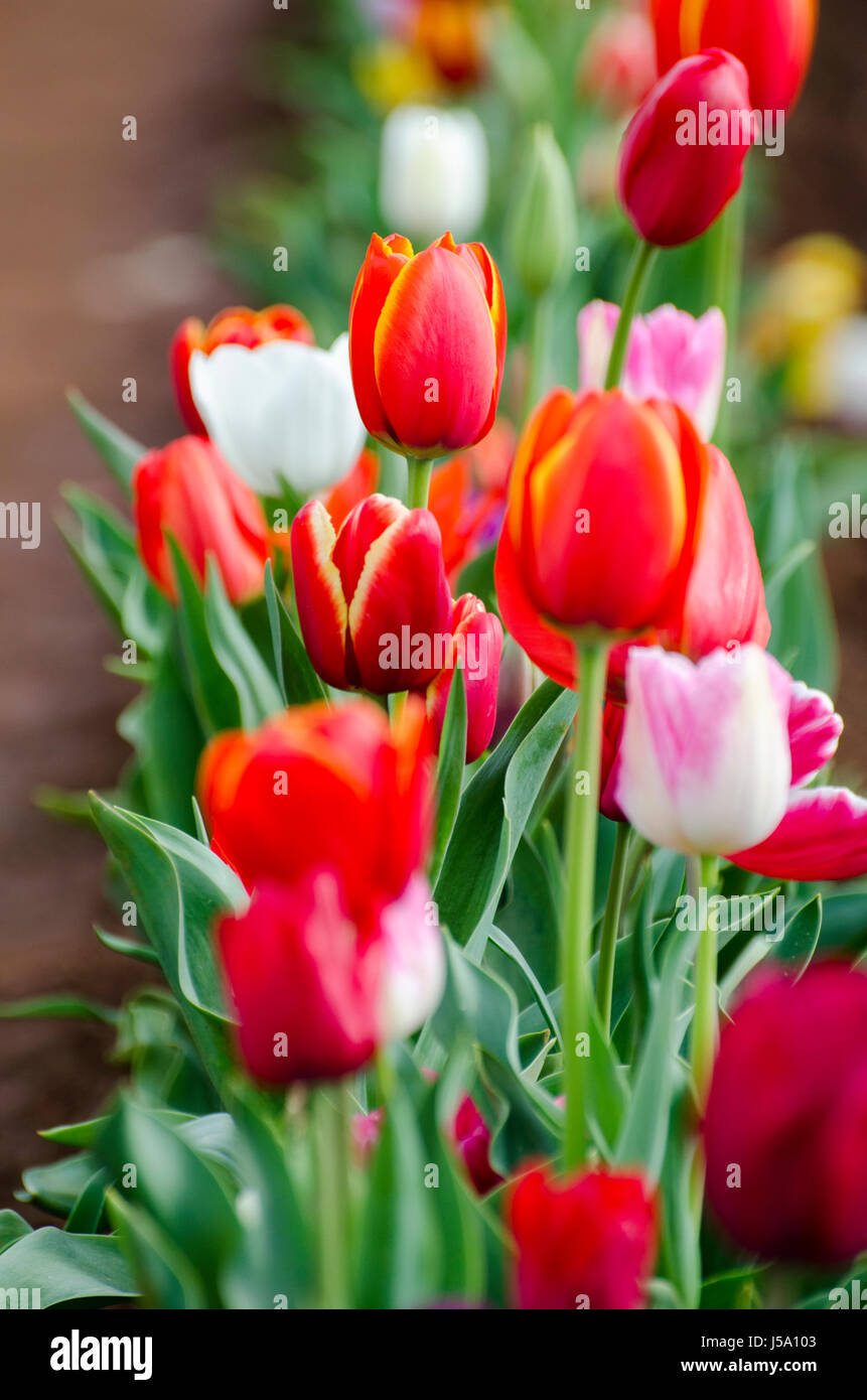 Multi Colored Tulips High Resolution Stock Photography and Images - Alamy