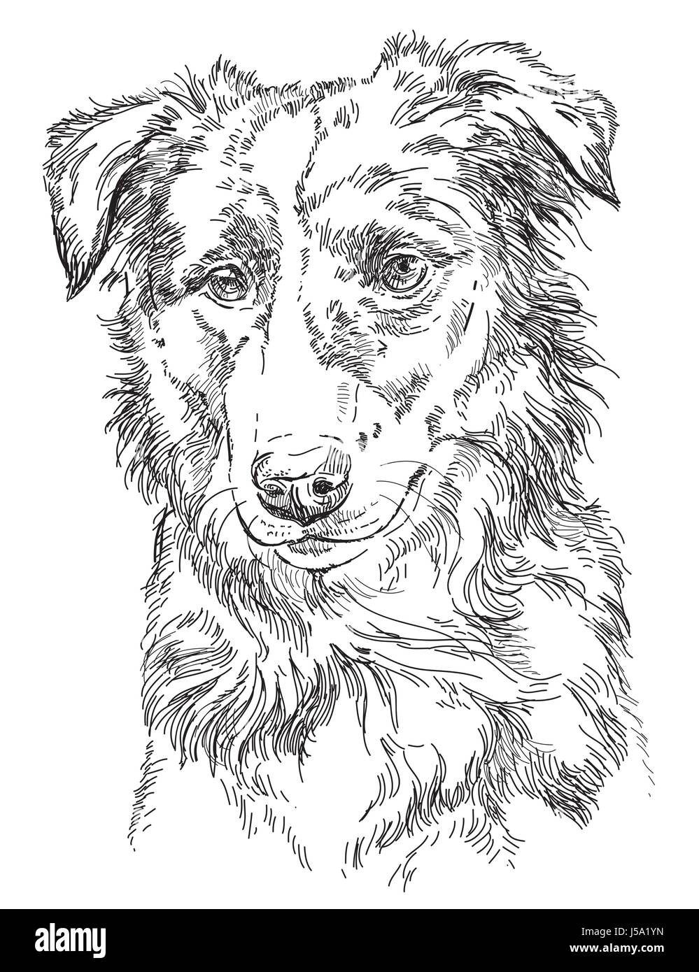 Border collie vector isolated hand drawing illustration in black color ...
