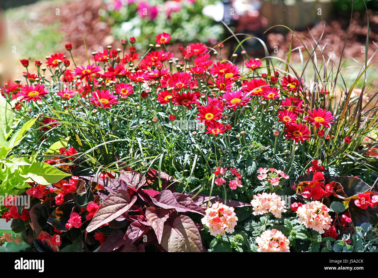 Flowers,plants,gardening and arrangements,spring to summer,Croatia ...