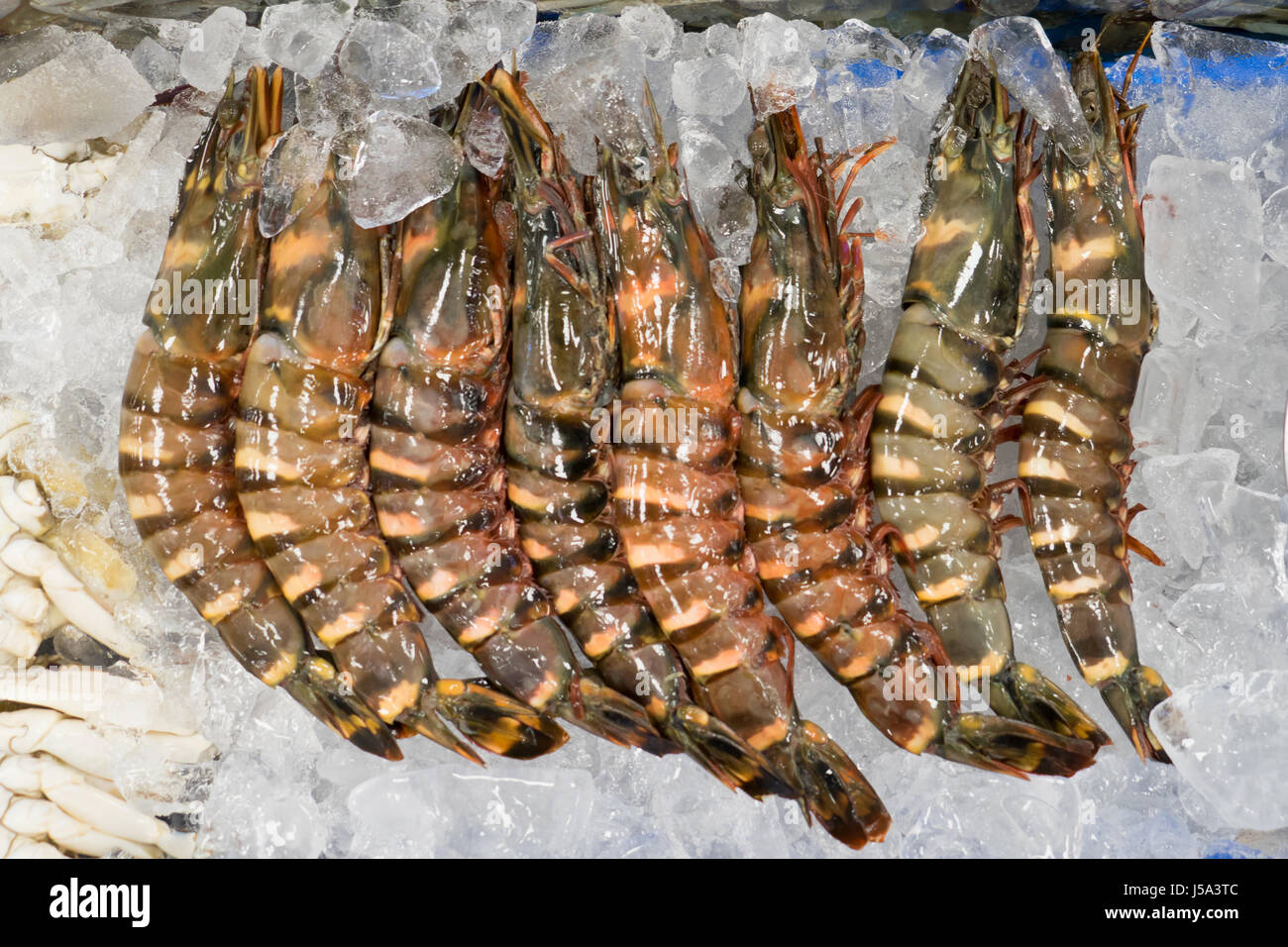 fresh shirmp on ice Stock Photo - Alamy