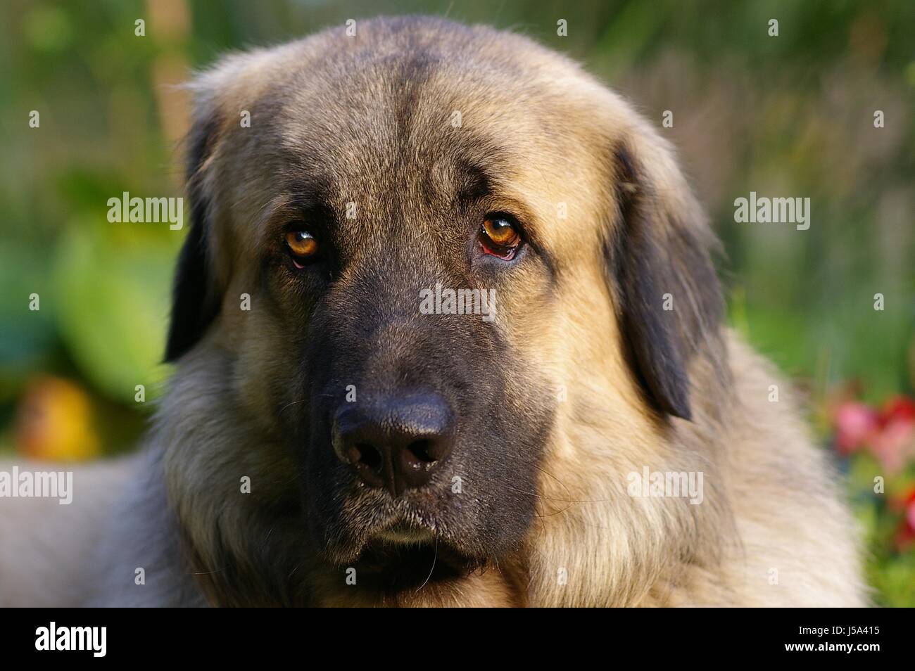 eyes look glancing see view looking peeking looking at dog observation ...