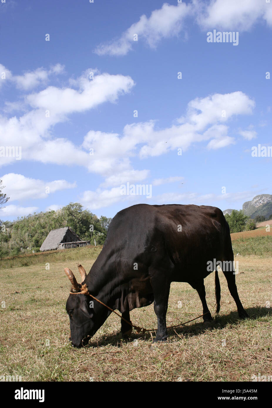 tree trees animal mammal bull agriculture farming field black swarthy ...