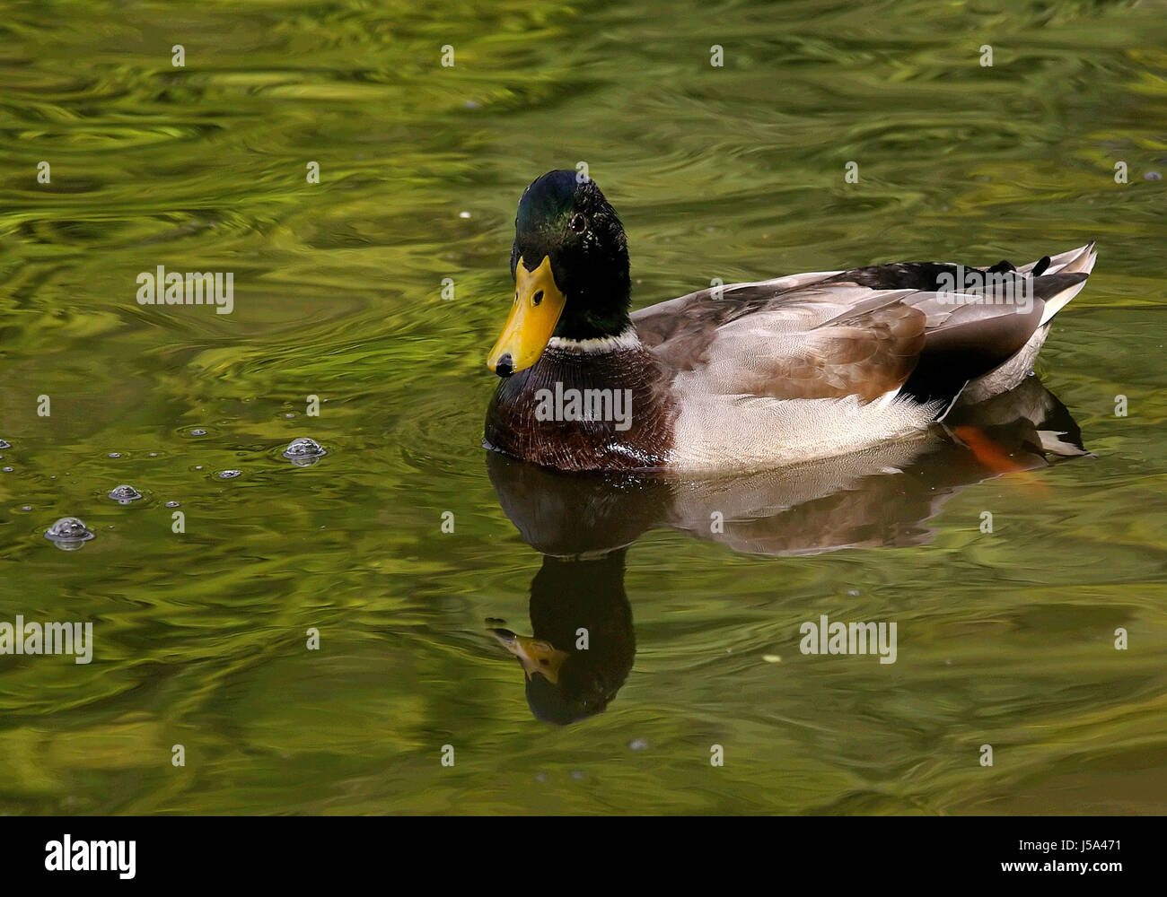 yikes that's me Stock Photo - Alamy