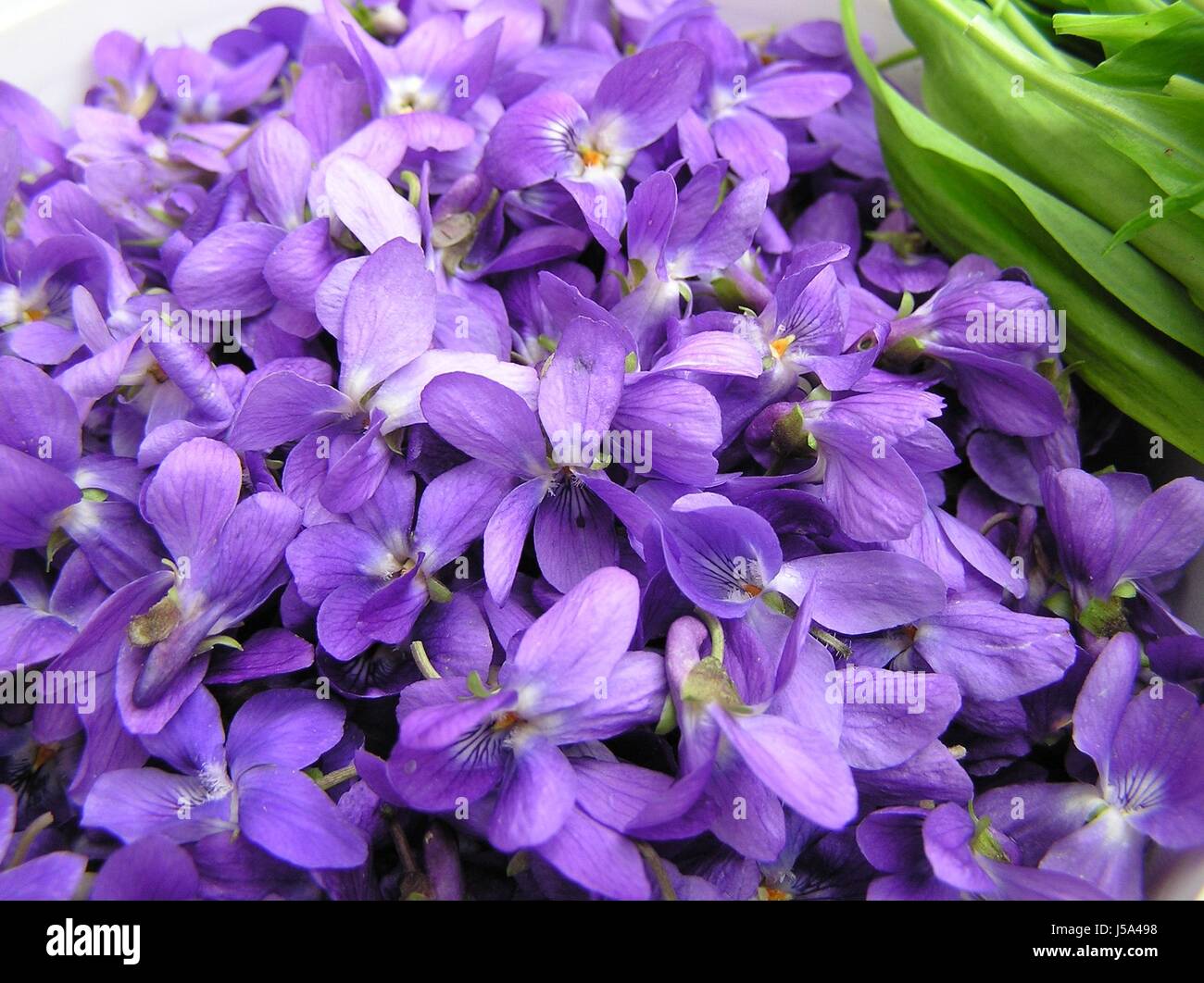 Veilchen blten hi-res stock photography and images - Alamy