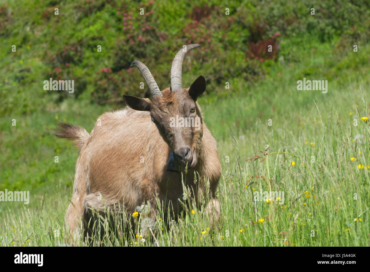 Goat on grasses hi-res stock photography and images - Alamy