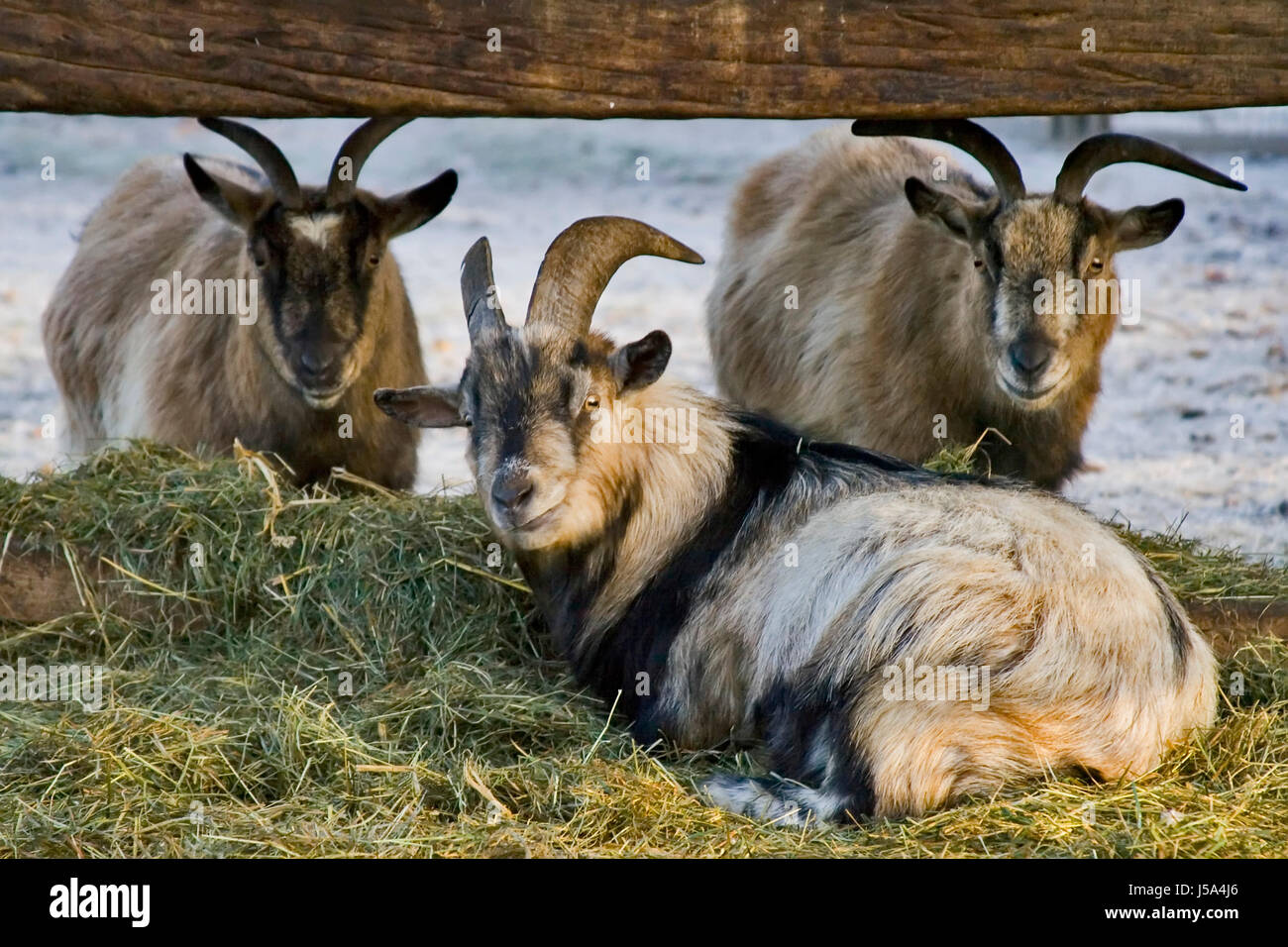 pet mammal animals goat zoo cornets goatbeard gate hay wildlife park ...
