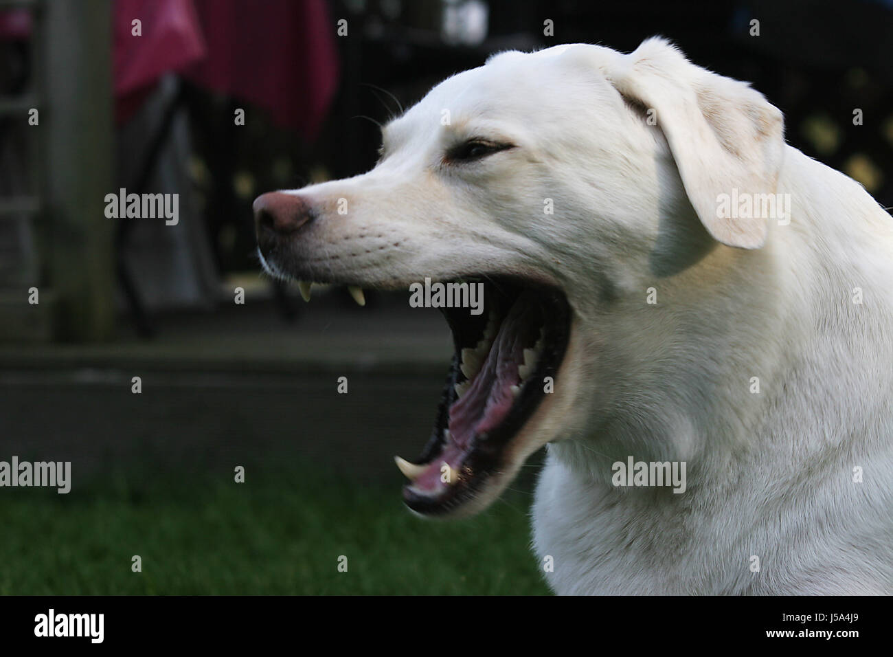 teeth blank european caucasian dog yawn muzzle placation labrador cry ...