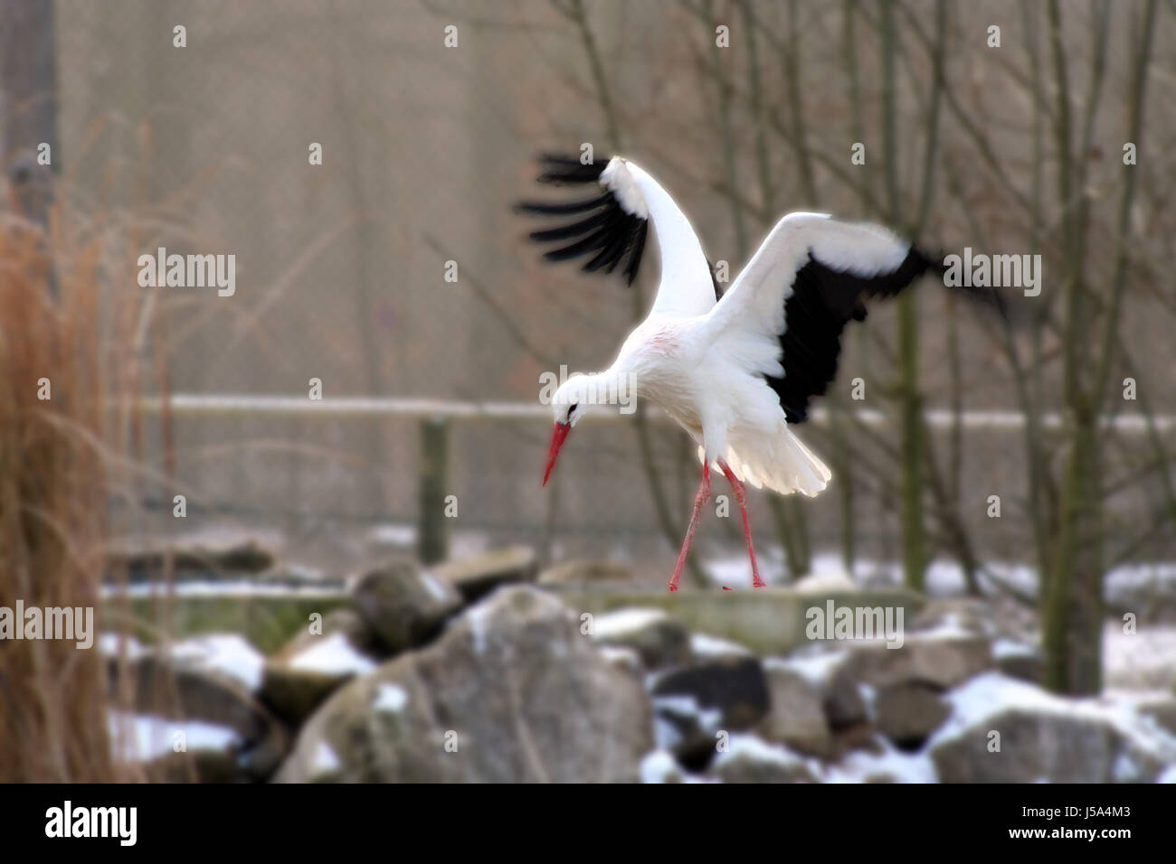 bird conservation of nature birds wing beak stork feathering balance ...