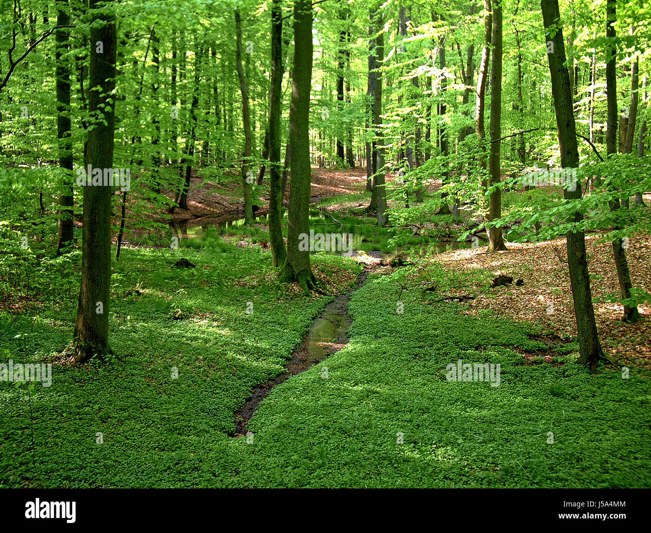 book tree trees wood leaves spring fresh water pond water beech forest ...