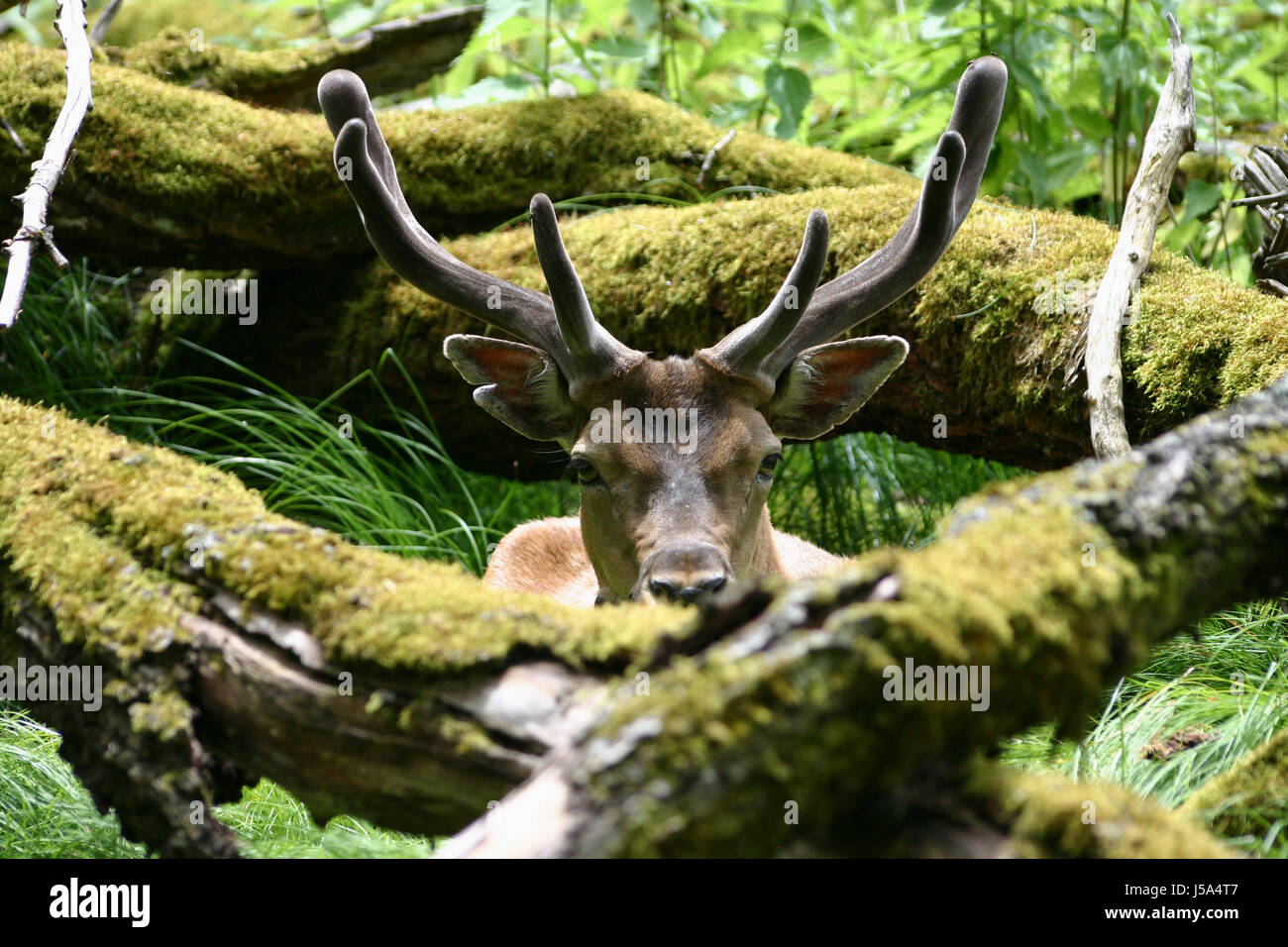 The tree of lie hi-res stock photography and images - Alamy