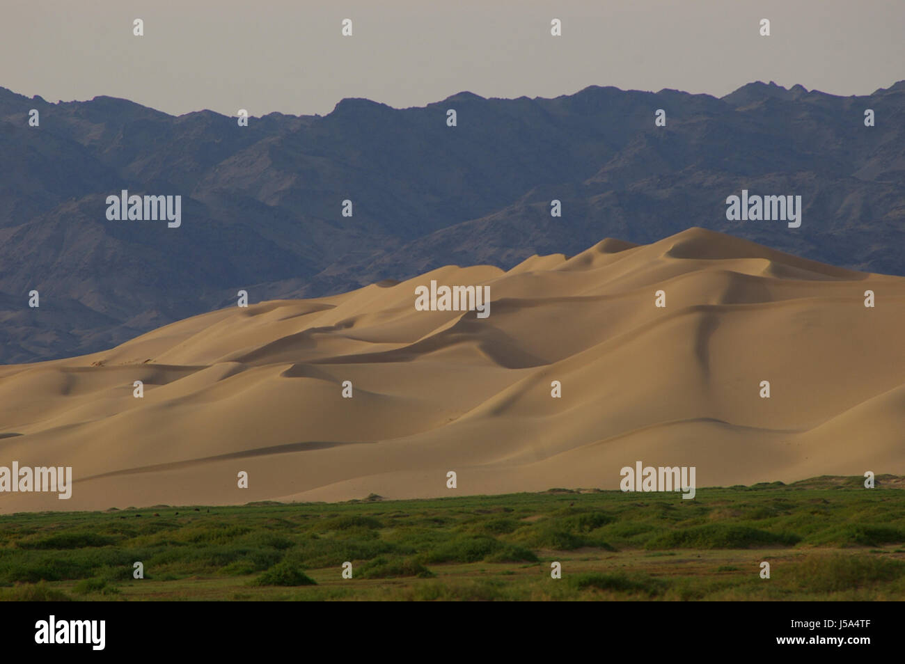 khongoryn els,the gobi desert,mongolia,asia Stock Photo - Alamy