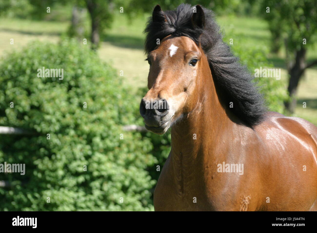 motion postponement moving movement horse pet dynamics dynamism gallop ...