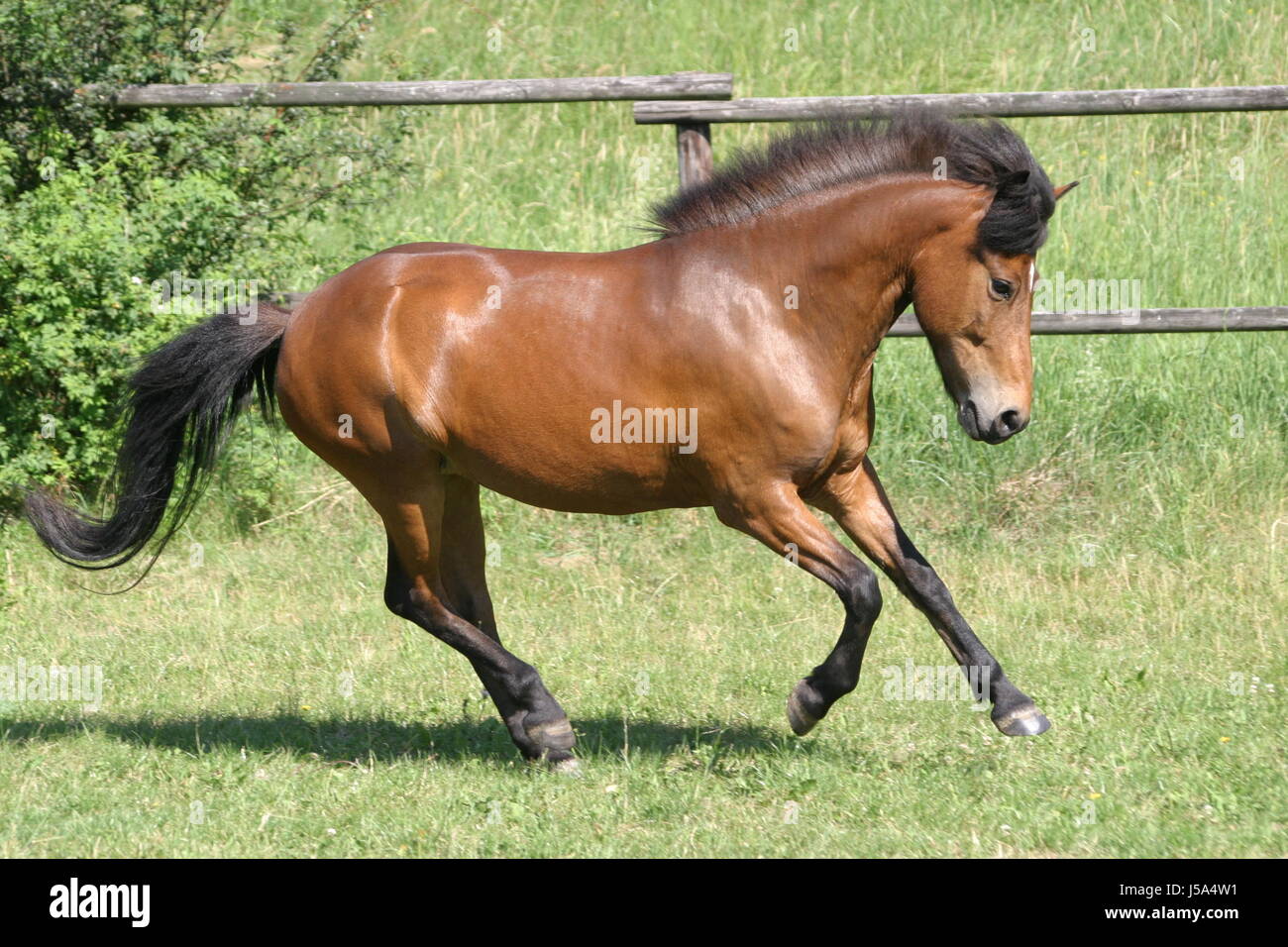 motion postponement moving movement horse dynamics dynamism gallop pony ...