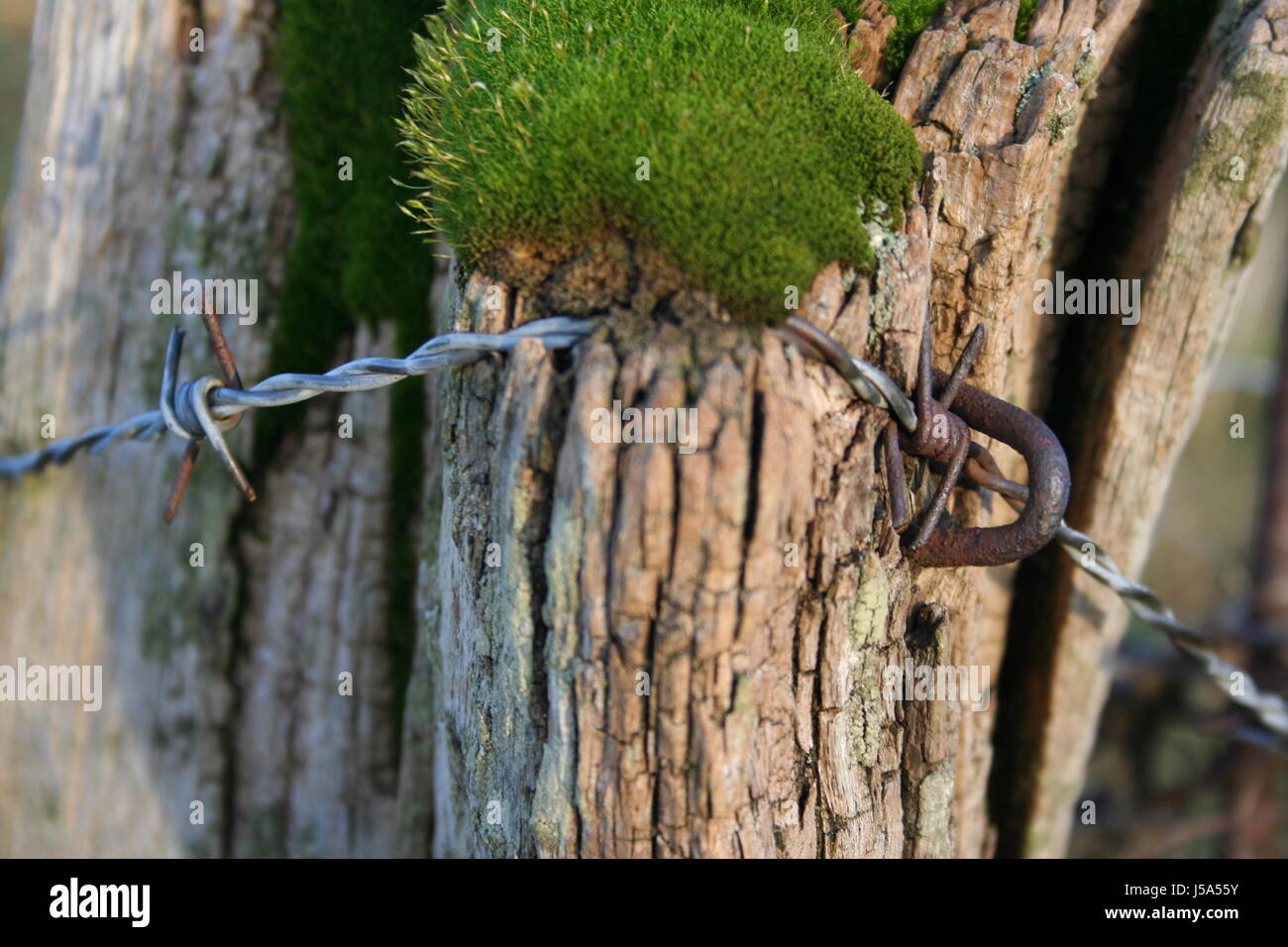 Prickly pole hi-res stock photography and images - Alamy