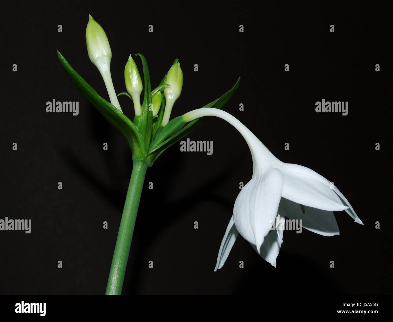 Wisser hi-res stock photography and images - Alamy