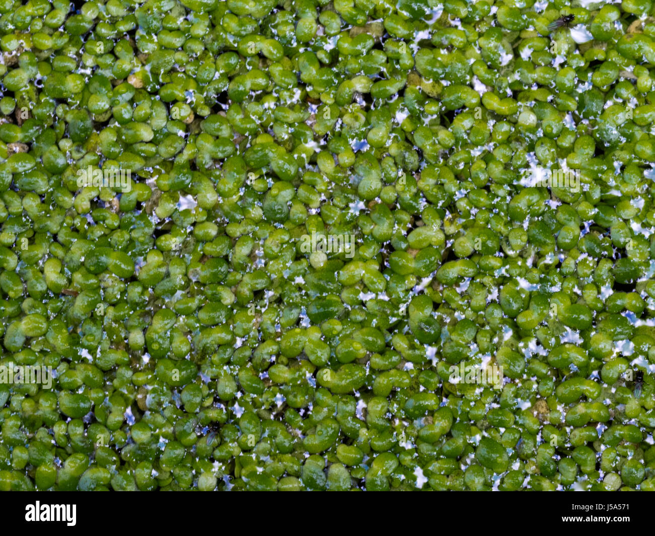 Duckweed. Completely covering water surface. Lemna minor Stock Photo ...