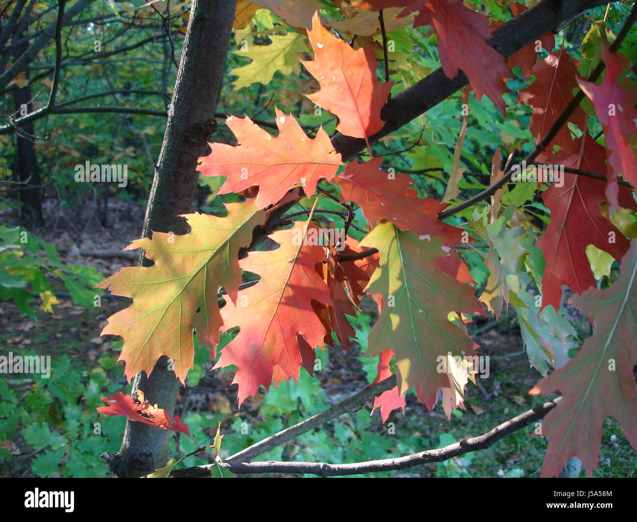 tree trees leaves colour colors colours forest nature fall autumn ...