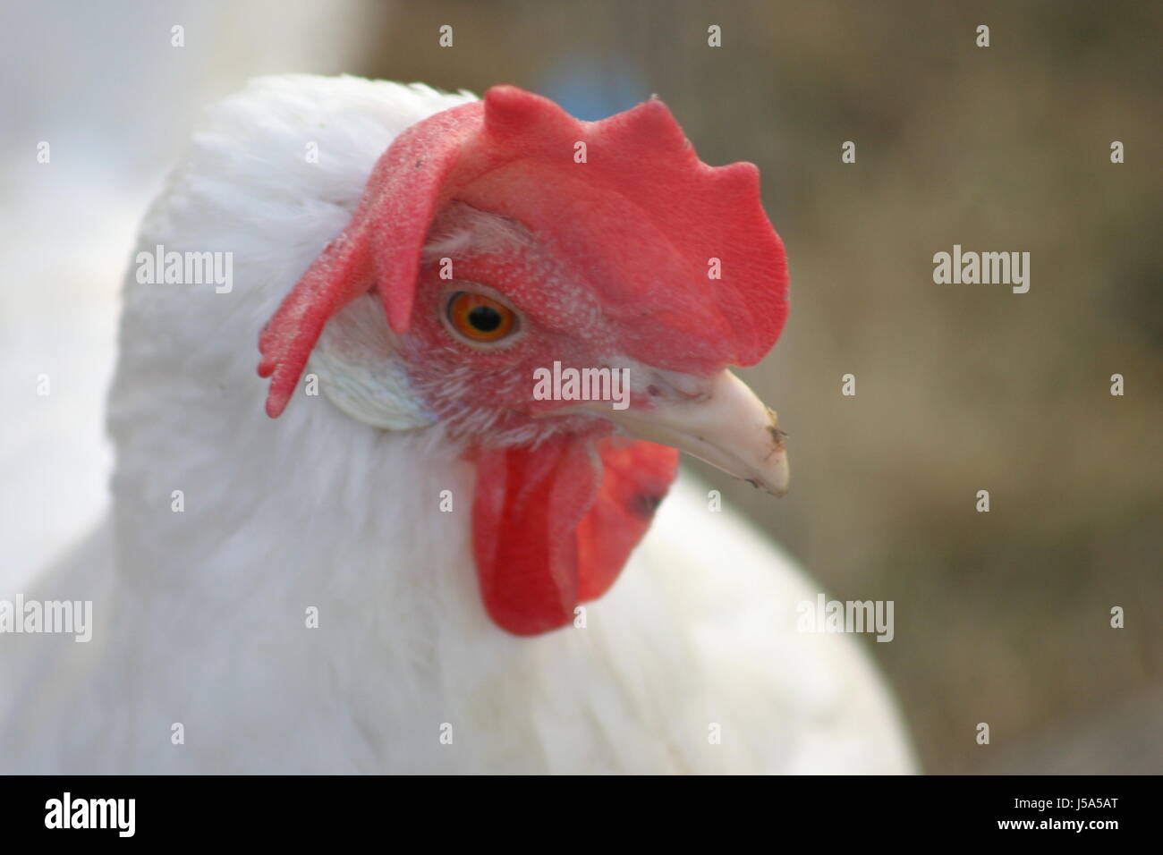 garden portrait grain freedom liberty beak bird flu chicken gardens hen ...