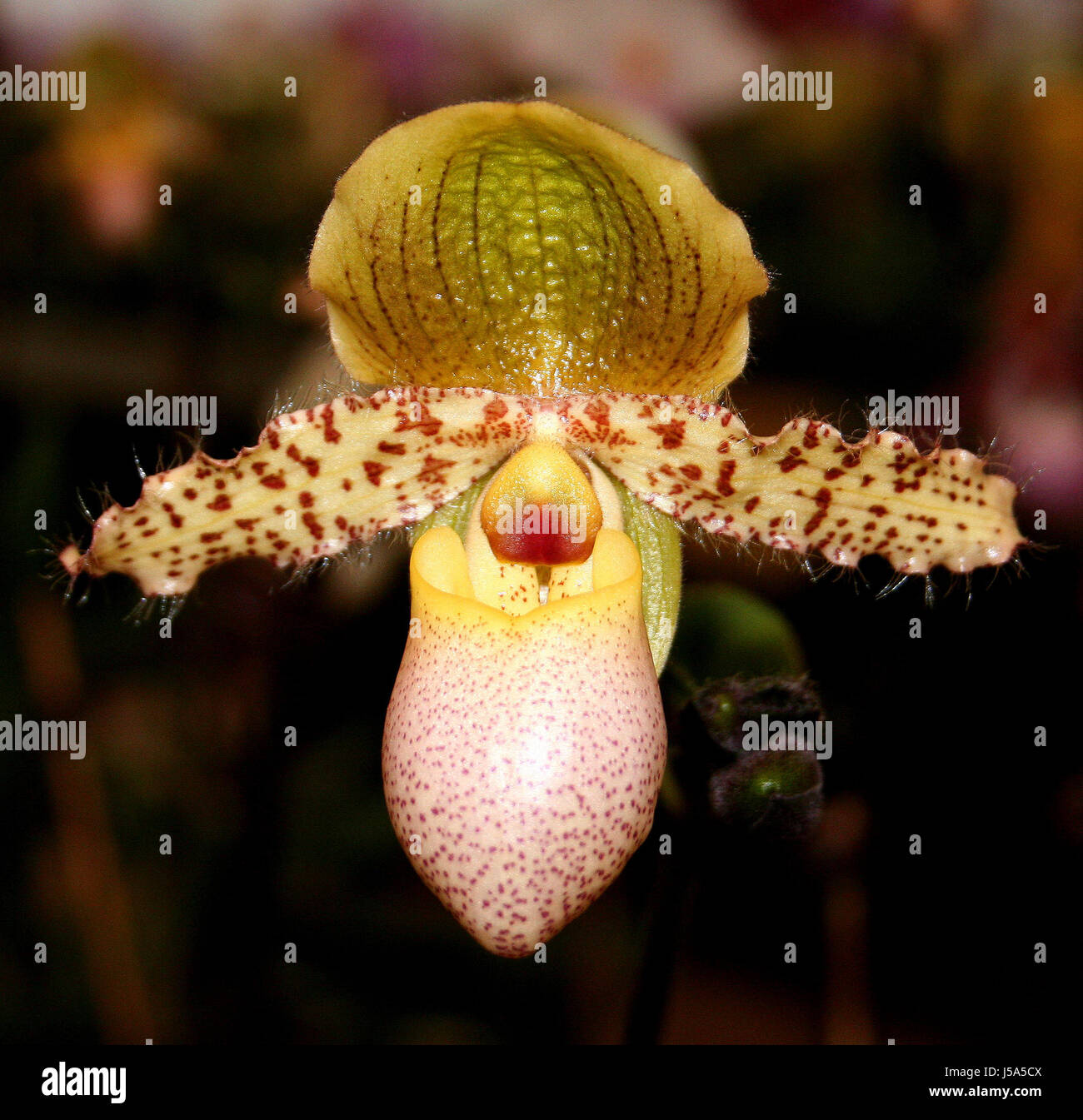 glass chalice tumbler flower plant bloom blossom flourish flourishing ...