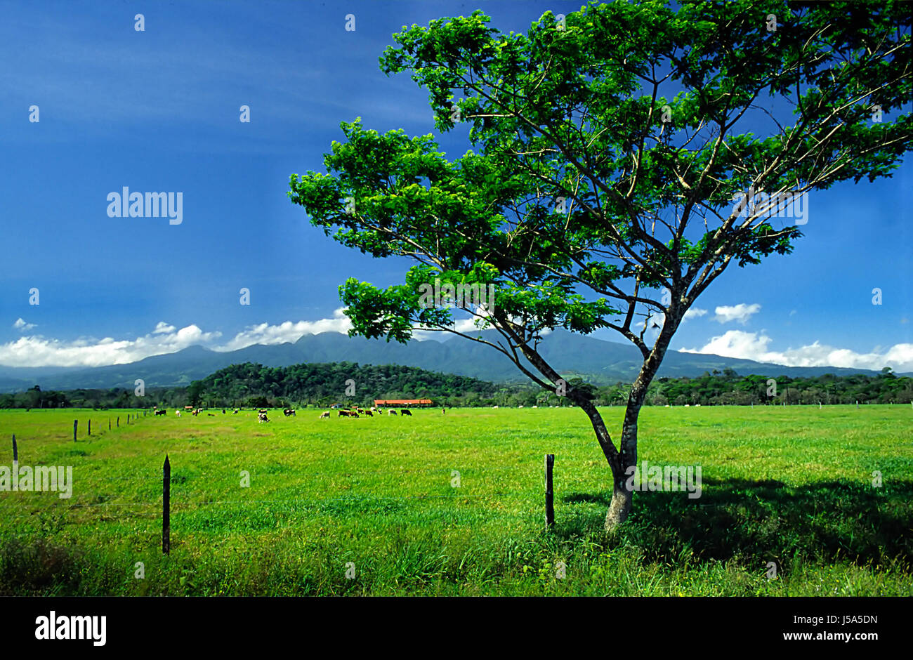 mountains green agriculture farming grasses fence fences bluer infield ...