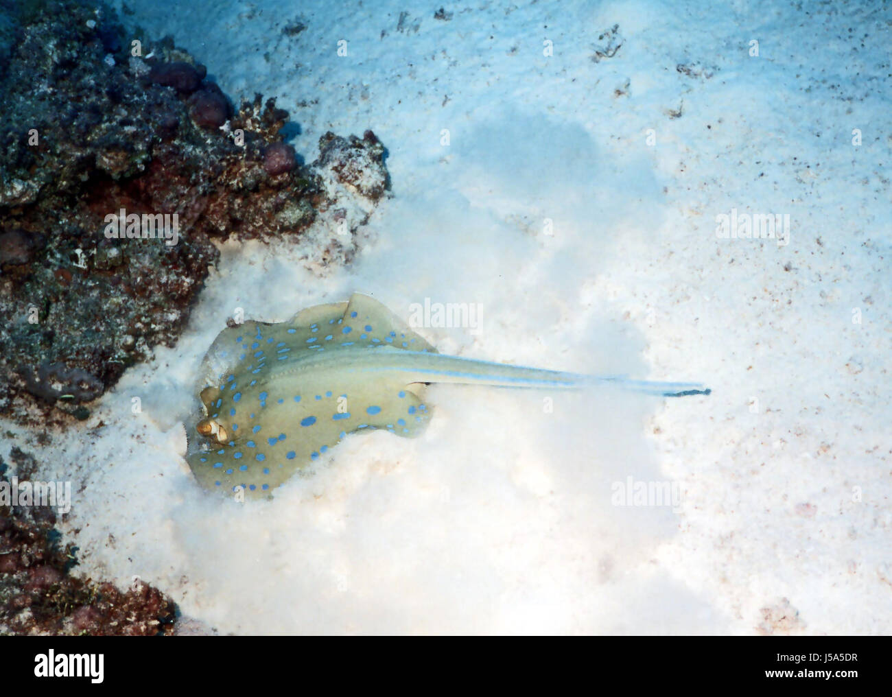 blue fodder fish black swarthy jetblack deep black coloured hunt ...