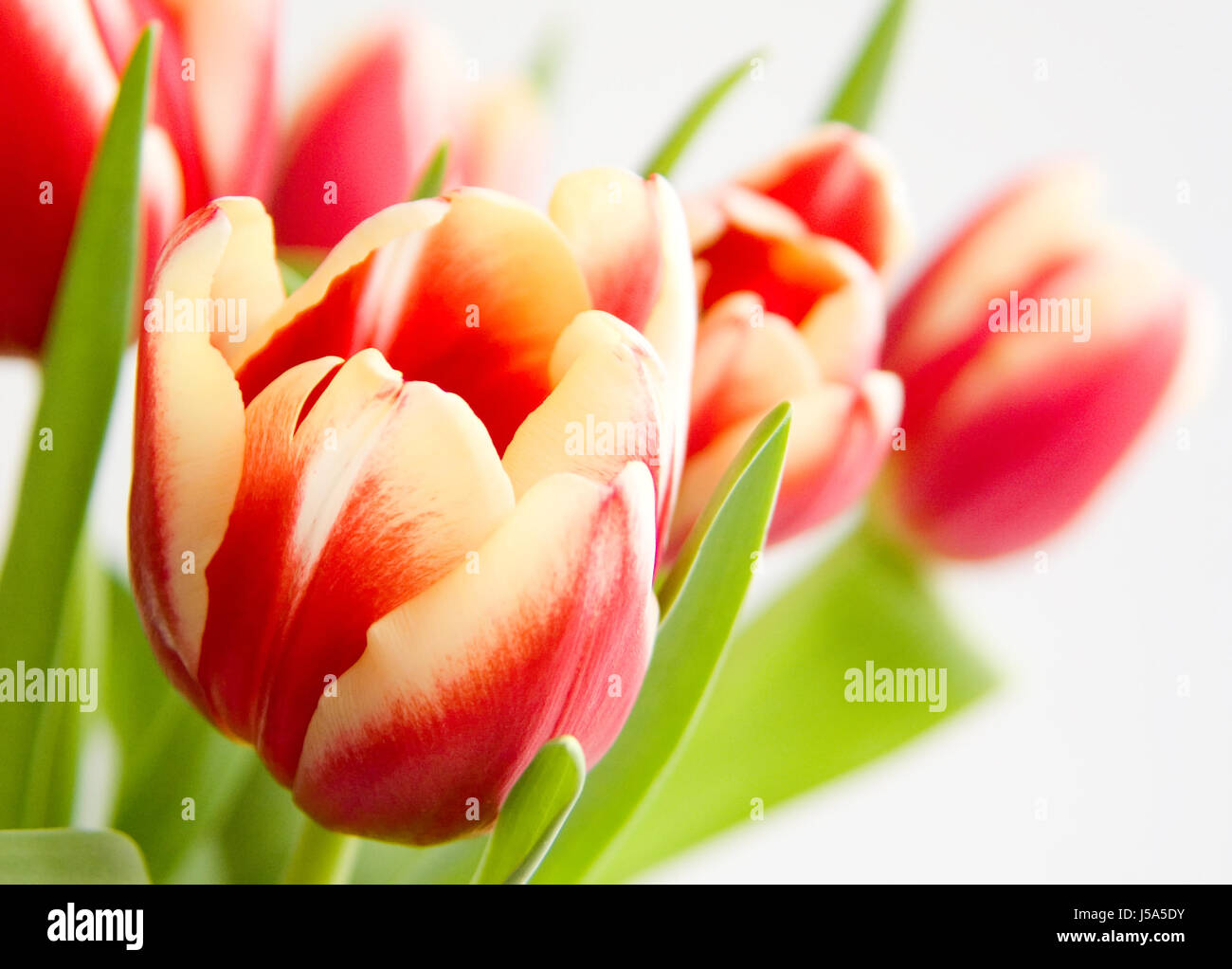 foretaste of spring Stock Photo - Alamy