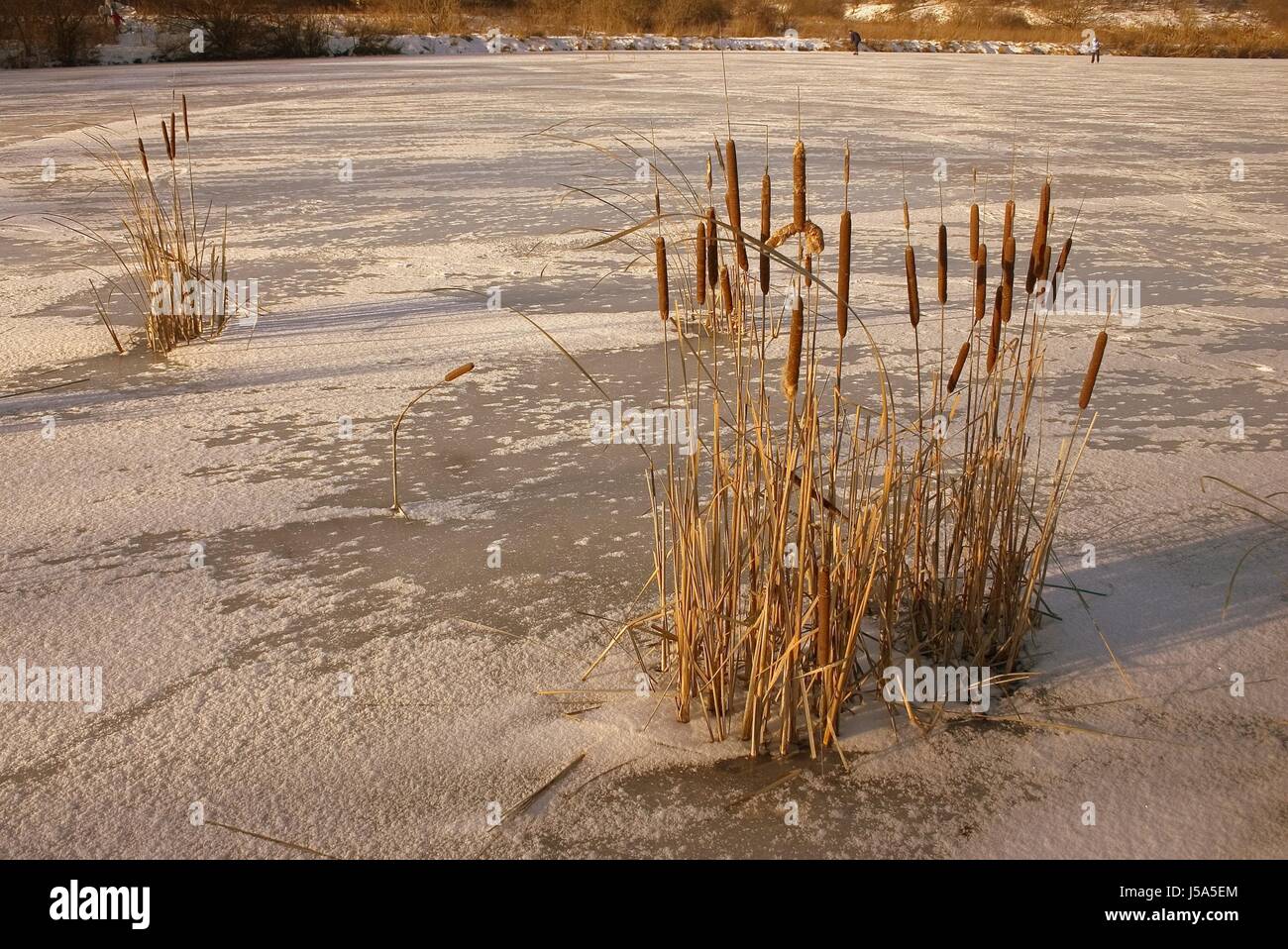 winter cold reed berlin winter landscape icy fresh water lake inland ...
