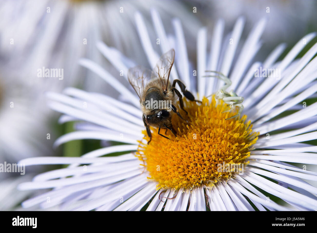 bee and spider Stock Photo - Alamy