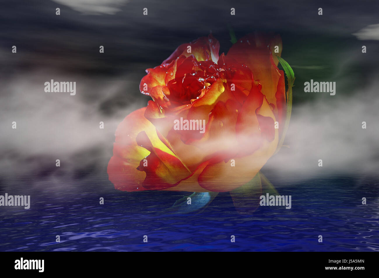 rose de mare Stock Photo - Alamy