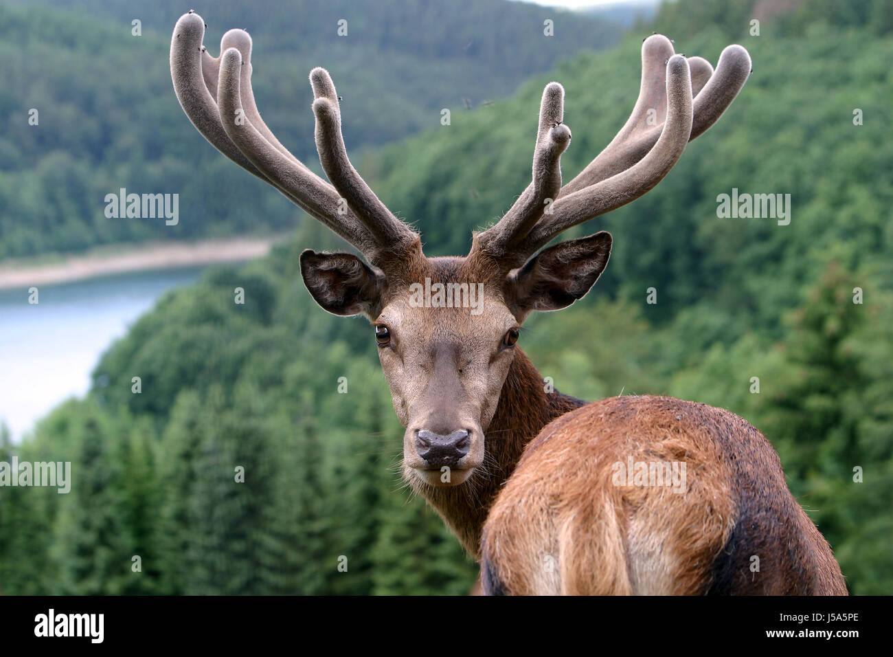 wait waiting curious nosey nosy hunter look glancing see view looking ...