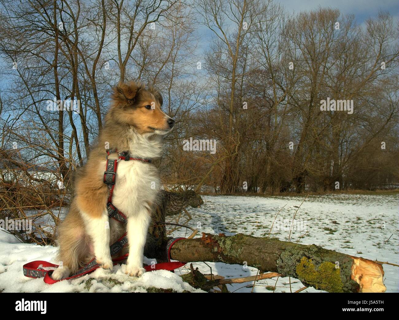 winter hike go hiking ramble dog puppy snow migrate htehund ...