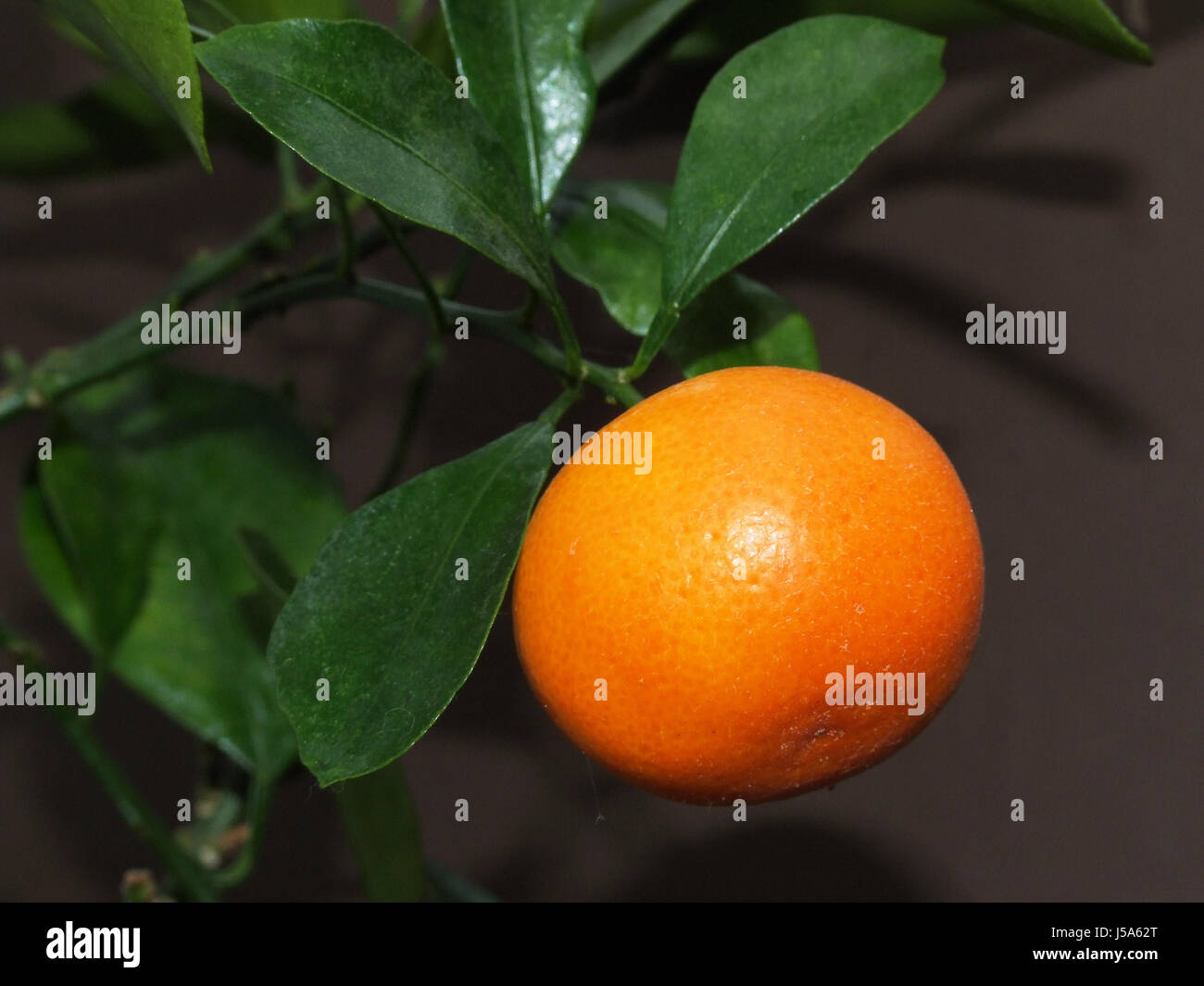 orange citrus apfelsine immergrne citrus sinesis orangenbume ...