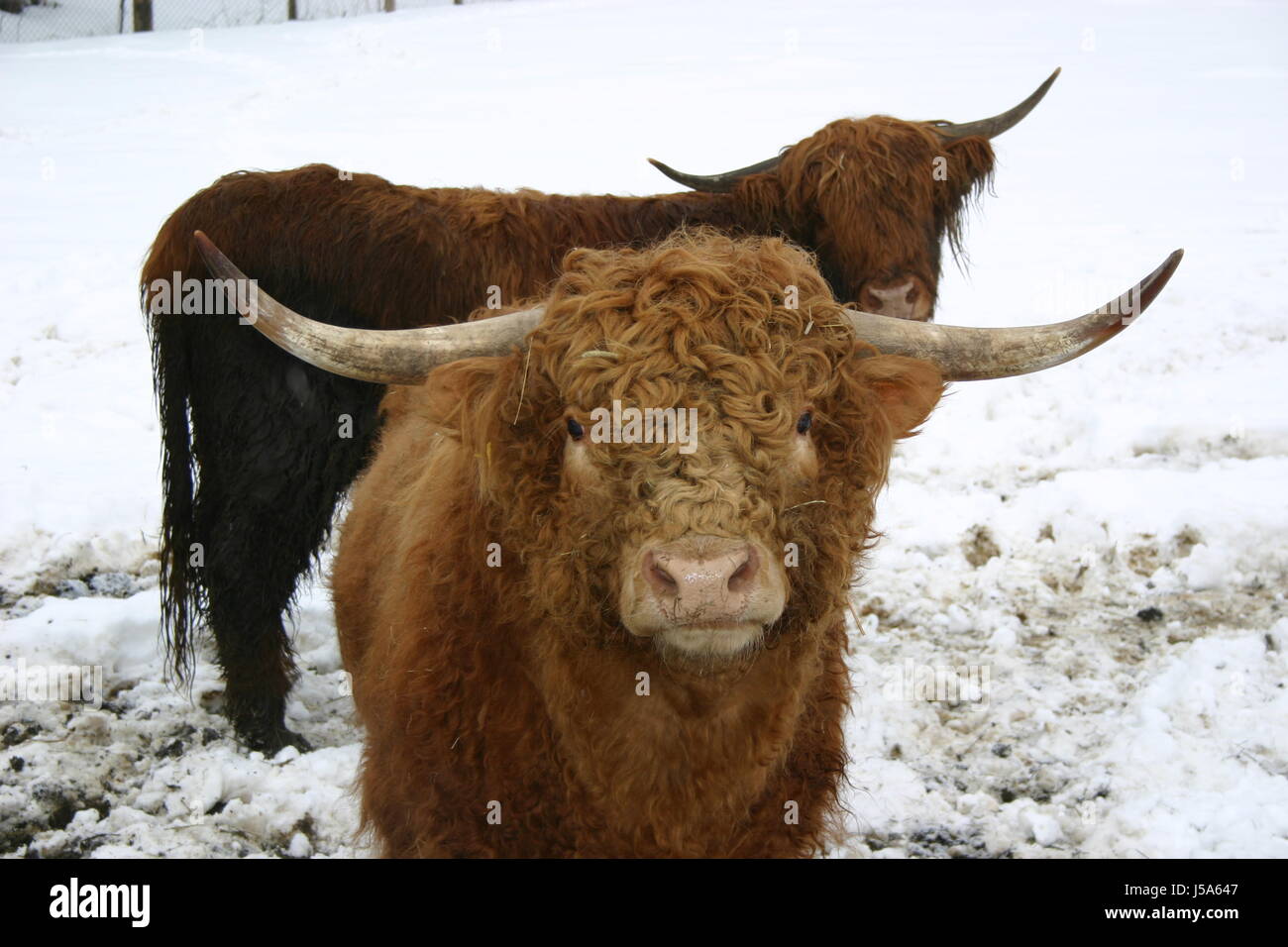 winter animal animals horn skin cornets cow bovine cows farm farmer ...