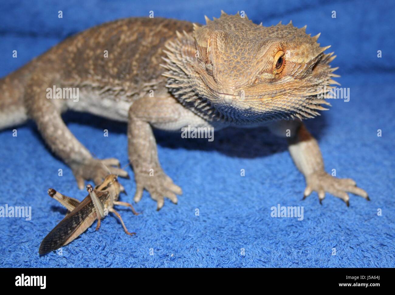 Reptile meal hi-res stock photography and images - Alamy