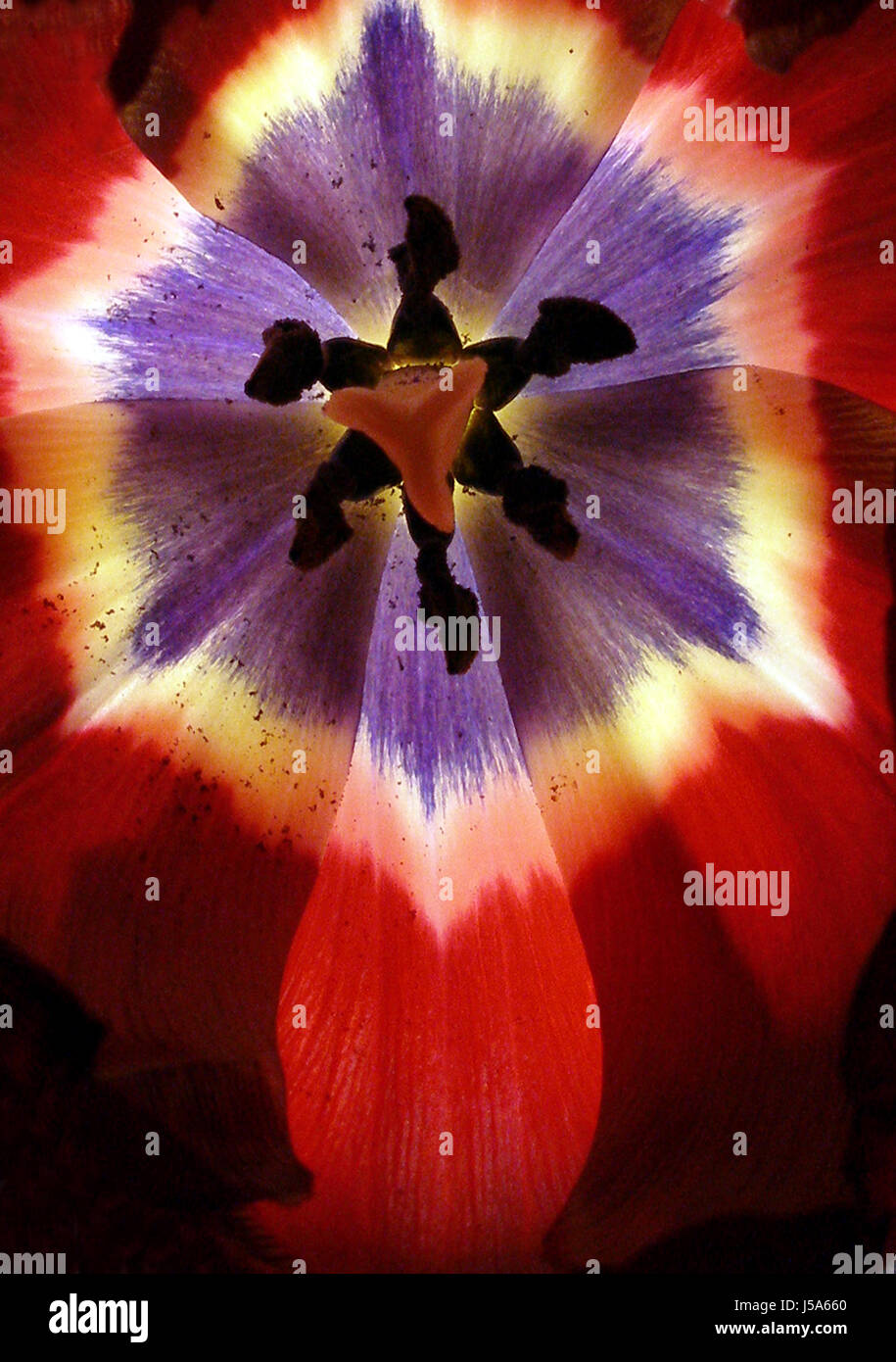 blue flower plant coloured colourful gorgeous multifarious richly ...