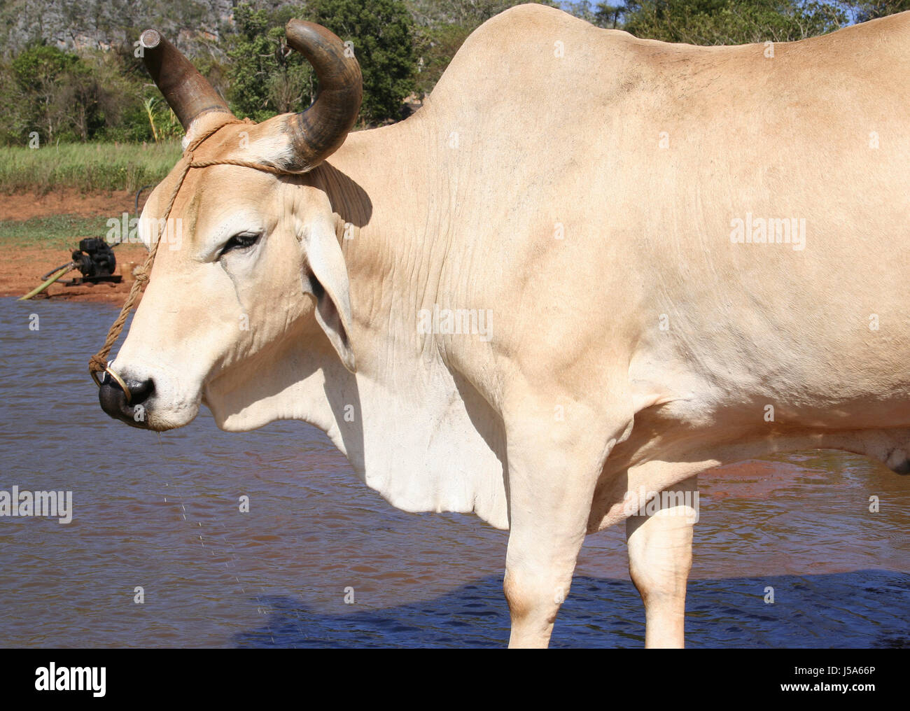 blue shine shines bright lucent light serene luminous animal mammal ...