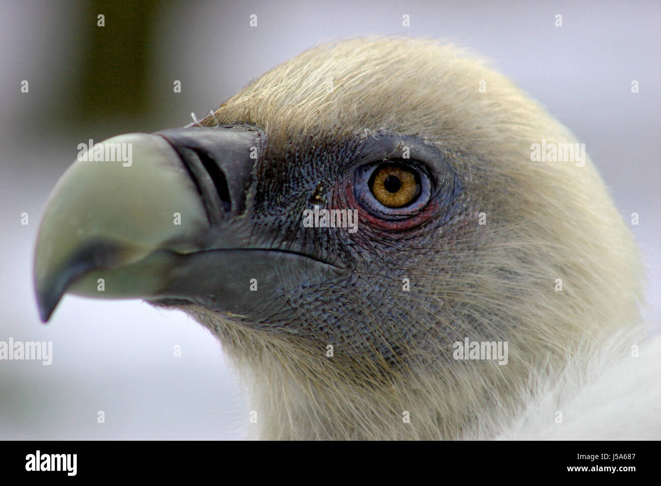 Prey exchange hi-res stock photography and images - Alamy