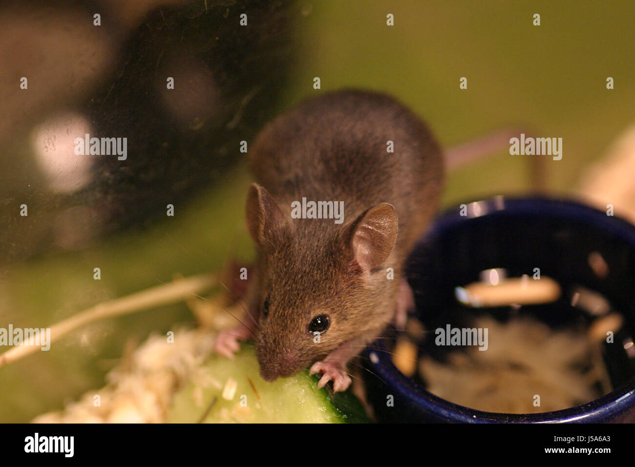 Eating baby mice hi-res stock photography and images - Alamy