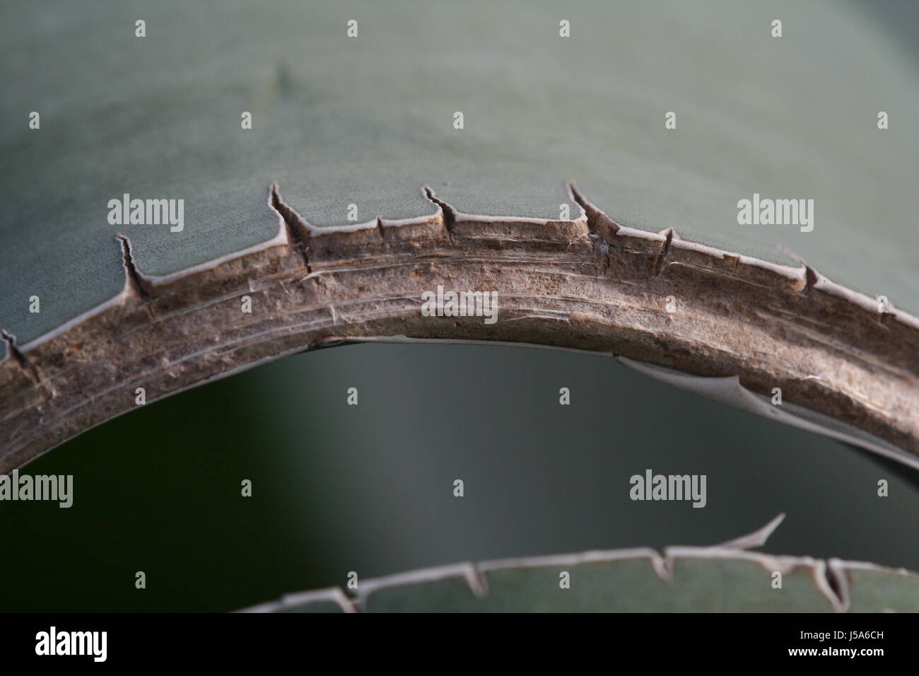 leaf green beige crannies cross-section incision borders crack fissure ...