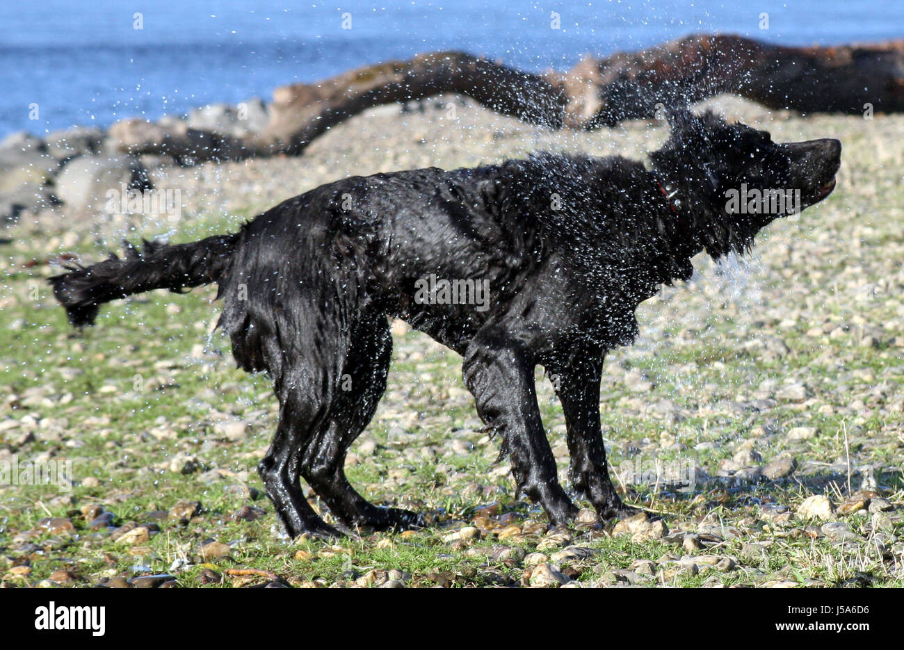 game tournament play playing plays played animal dog dogs faithful ...