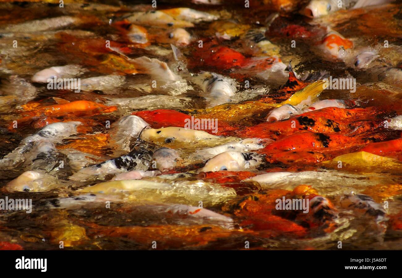 Koi karpfen hi-res stock photography and images - Alamy