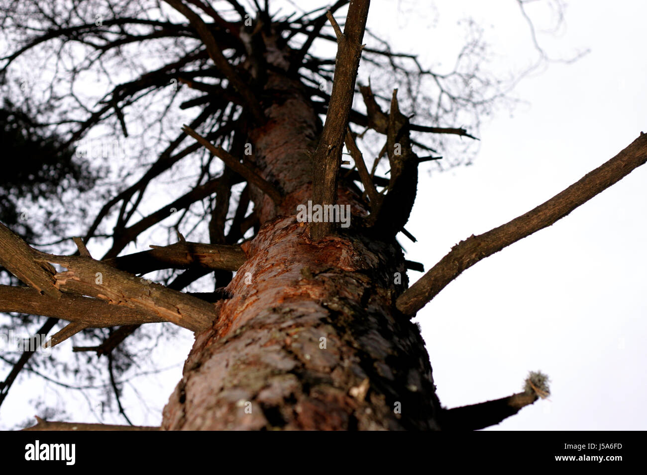 death die tree wood branches branch fell die off carpenter carpenters ...