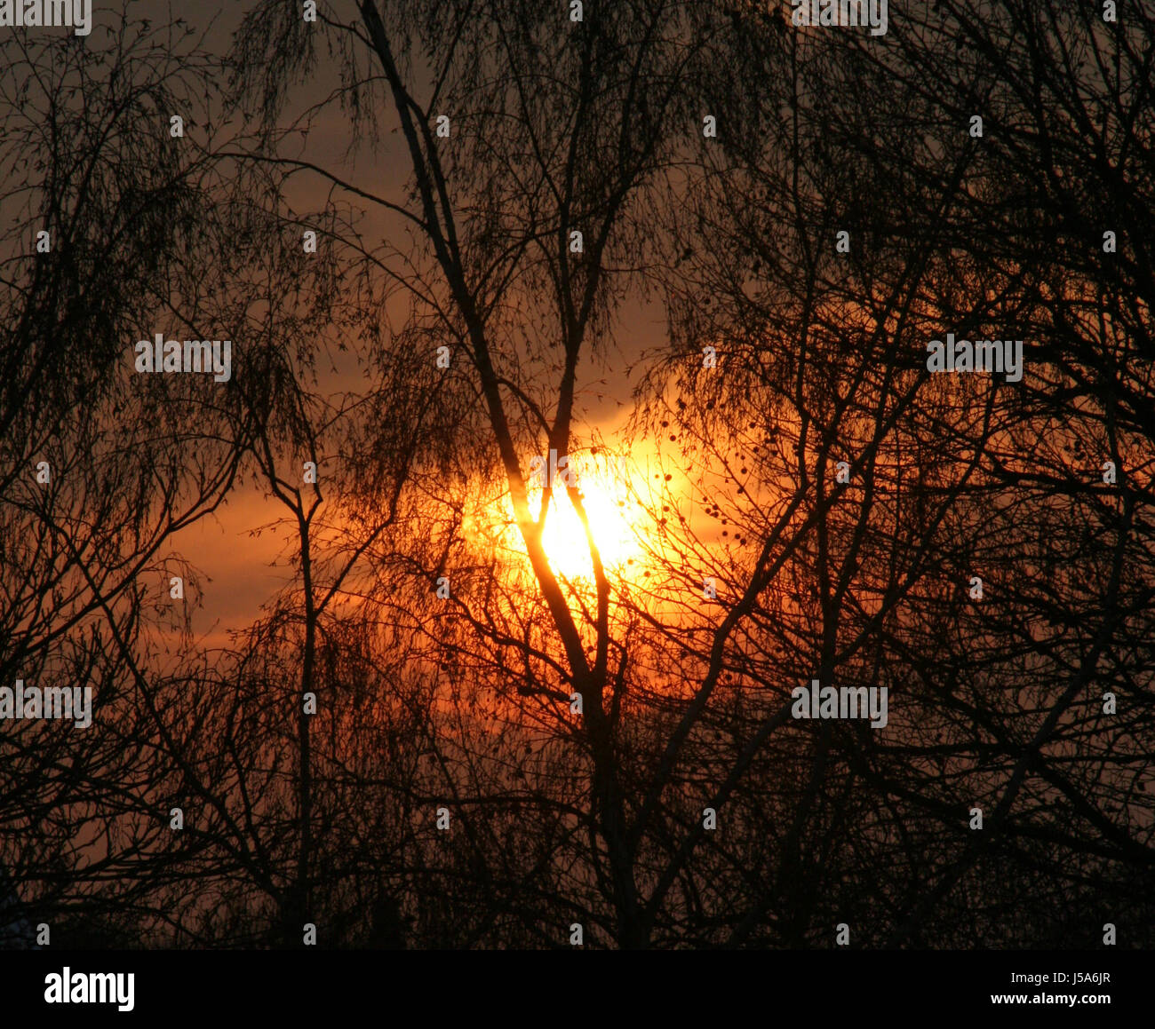 tree trees winter sunset silhouette schemes firmament sky shaddow ...