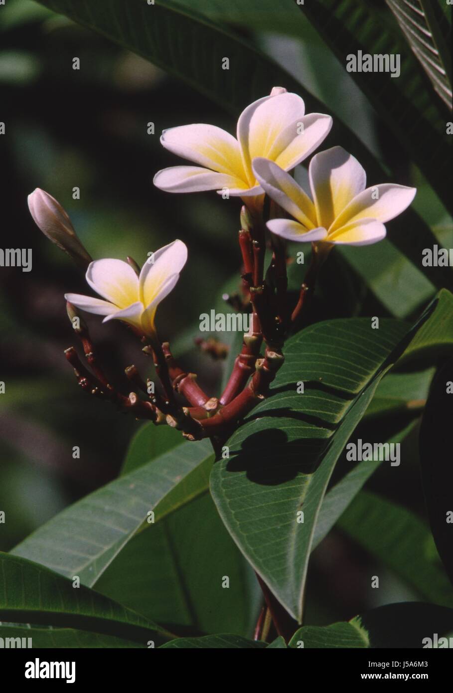 colour tree plant green bloom blossom flourish flourishing flower ...