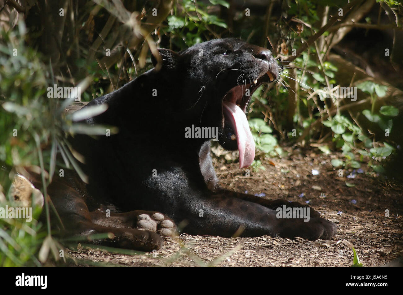 asia africa india cats bush tired cat big cat feline predator leopard ...