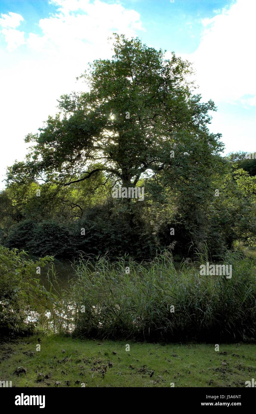 shine shines bright lucent light serene luminous tree trees waters park ...