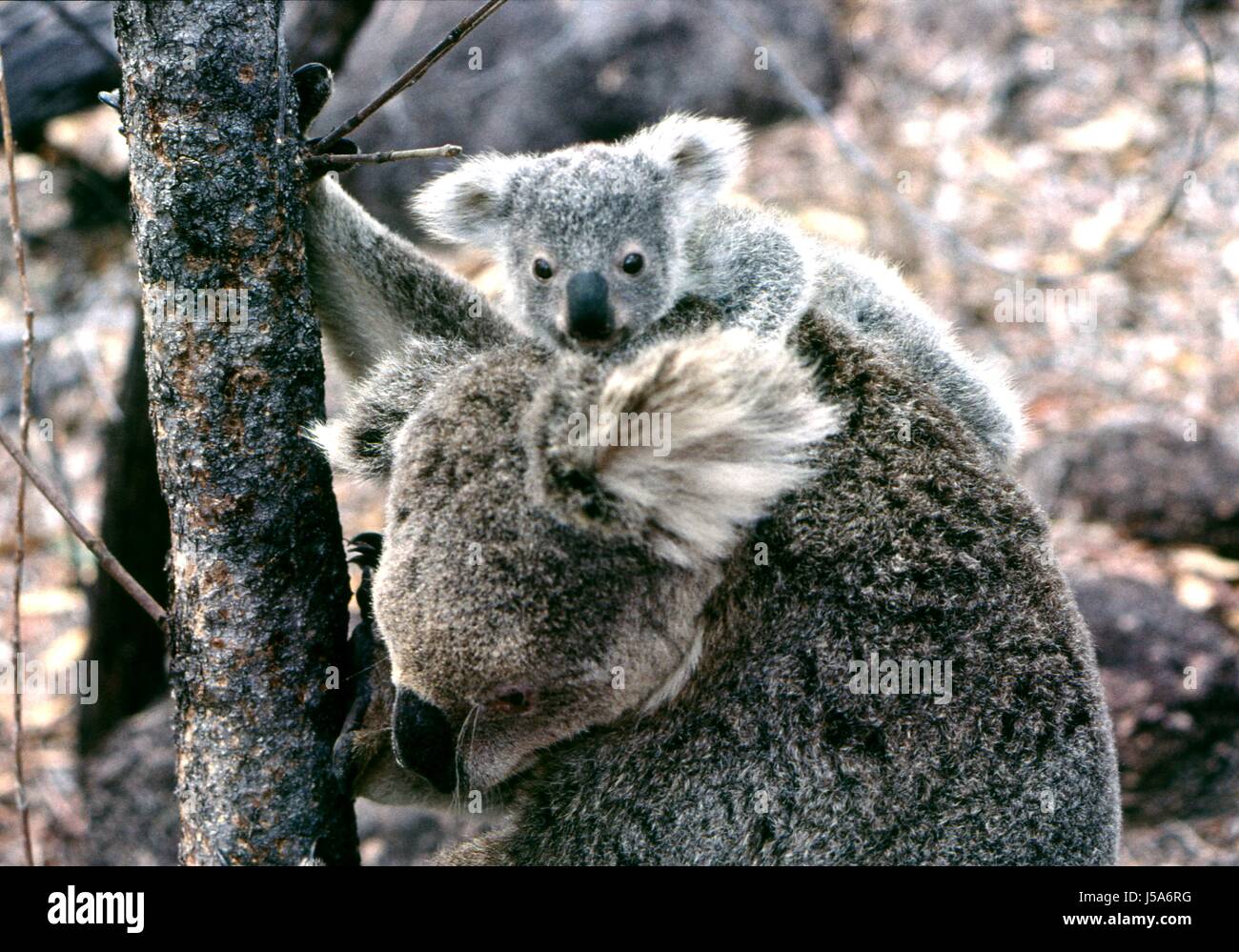 koala baby with mother Stock Photo - Alamy